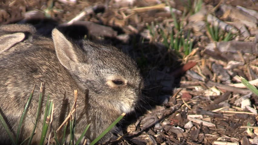 Cute Baby Cottontail Rabbit Stock Footage Video 17424901 | Shutterstock