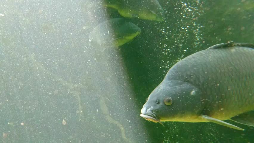 Stock video of big carp floating into sun rays | 17544757 | Shutterstock