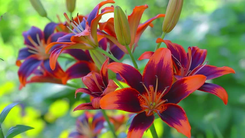 Orange Easter Lilies Blowing in Stock Footage Video (100% Royalty-free ...
