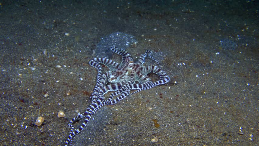 The Mimic Octopus (Thaumoctopus Mimicus) Species Of Octopus Capable Of ...