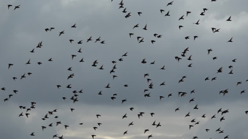 Flock Of Birds Fly Over,migratory Birds. Stock Footage Video 3963769 ...