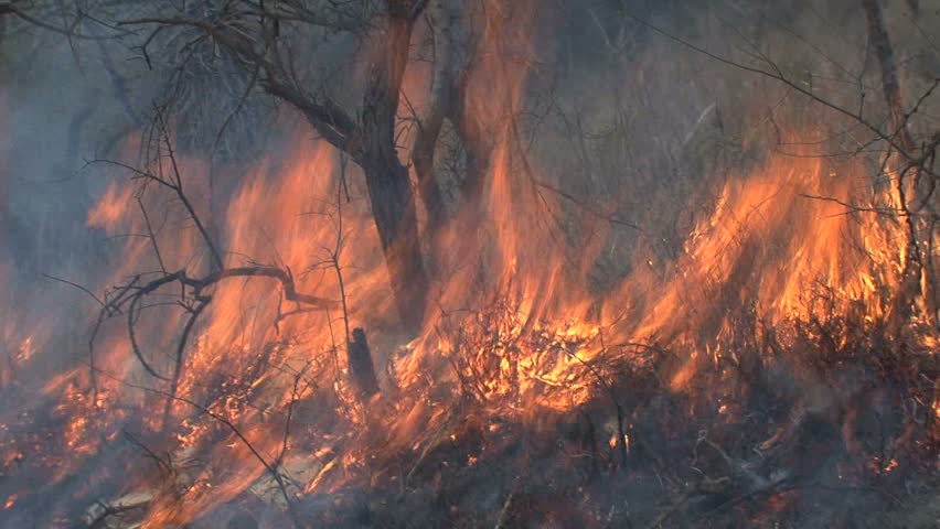 Cu of Wildfire Raging in Stock Footage Video (100% Royalty-free ...