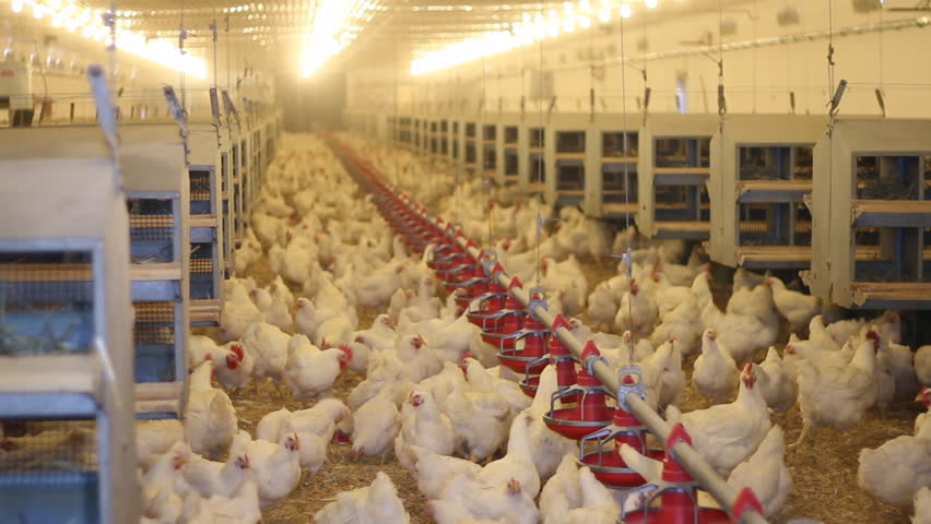 Chicken Farm, Poultry Stock Footage Video (100% Royalty-free) 1781837 ...