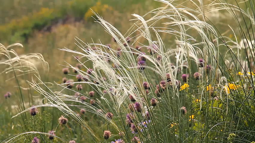 Wild Grass Swaying in the Stock Footage Video (100% Royalty-free ...