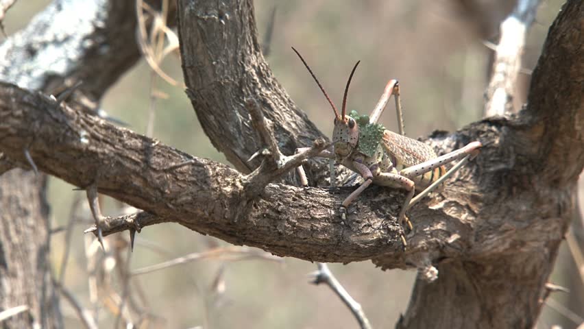 Cu of African Grasshopper Stock Footage Video (100% Royalty-free ...