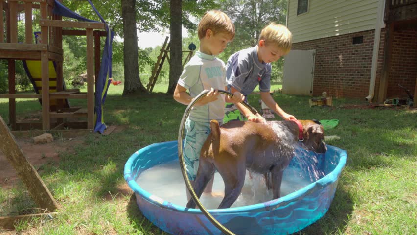 Boys Washing Boxer Dog in Stockvideos & Filmmaterial (100 % lizenzfrei ...