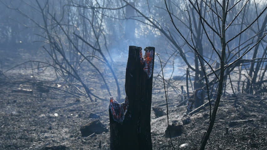 Burning Bush Stock Footage Video | Shutterstock