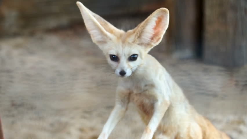 Fennec Fox Running, Camera Pan. Stock Footage Video (100% Royalty-free ...