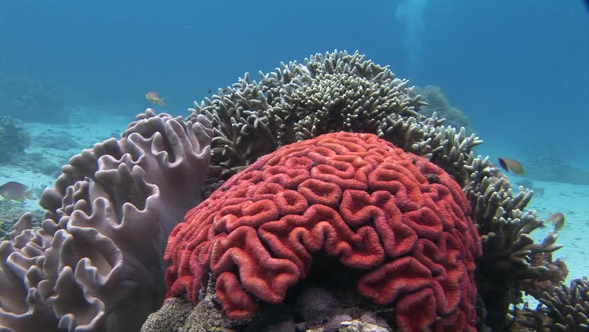 Red Brain Coral Scuba Diving Stock Footage Video (100% Royalty-free ...
