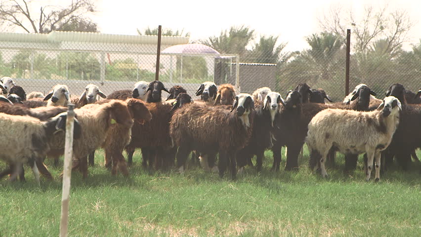 Farm Animals, Abu Dhabi. MCU On A Herd Of Goats In A Pen, Some Feeding ...