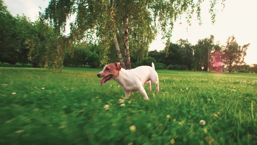 Pretty Funny Dog .Jack Russell Terrier Jumping Dancing With Impatience ...