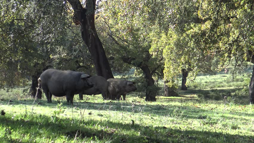 Iberian Pigs And Oak Trees Stockvideos & Filmmaterial 1007269354 ...