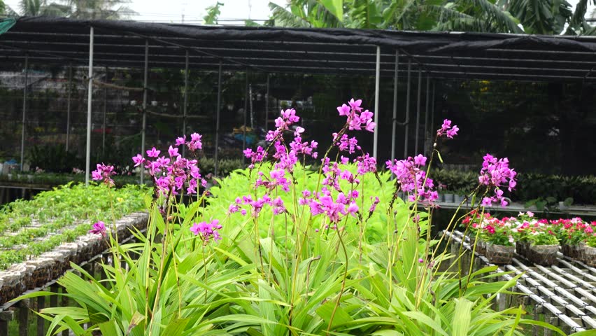 Pink Flower On the Gardent Stock Footage Video (100% Royalty-free ...