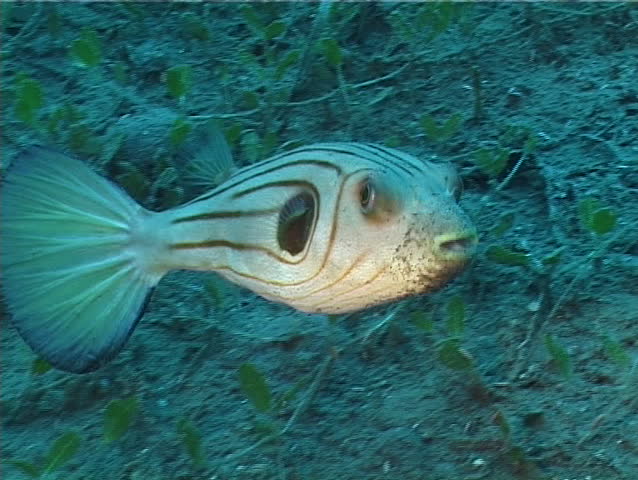 Striped Puffer - Arothron manilensis image - Free stock photo - Public ...
