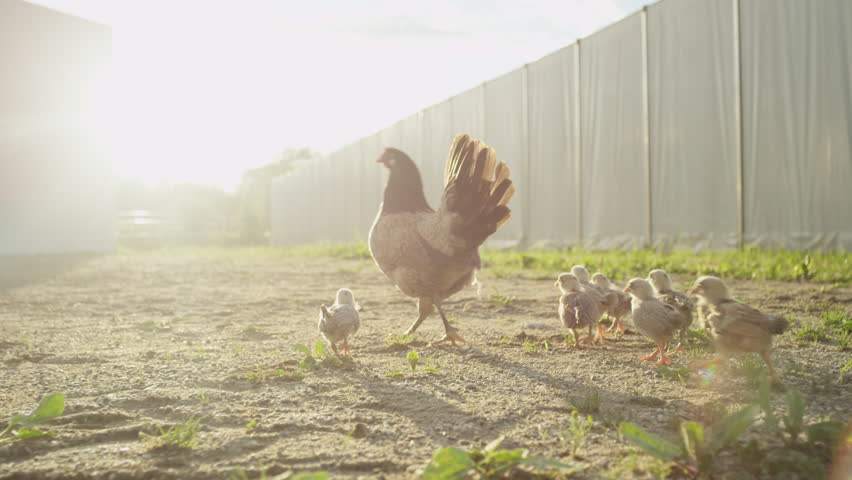Chicken Family Stock Footage Video 4653785 | Shutterstock