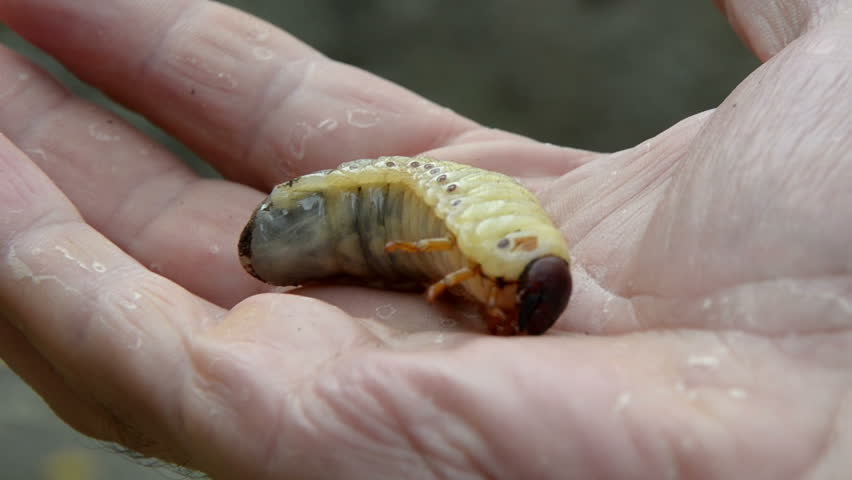 Stock video of most disgusting insect larva crawling on | 20317807 ...