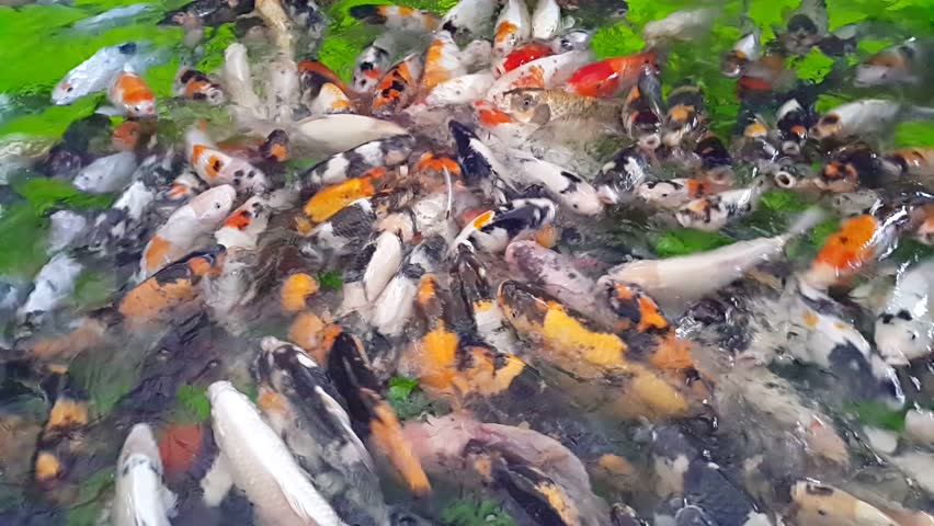 Colored Koi fish in Pond image - Free stock photo - Public Domain photo ...