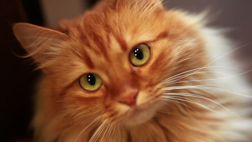 Funny Maine Coon Cat Move Stock Footage Video (100% Royalty-free ...