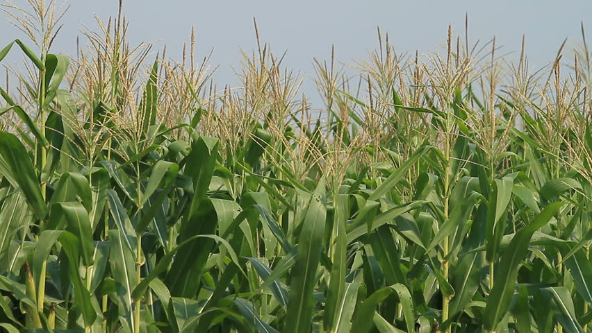 Growing Corn Farms Stock Footage Video (100% Royalty-free) 2090387 ...