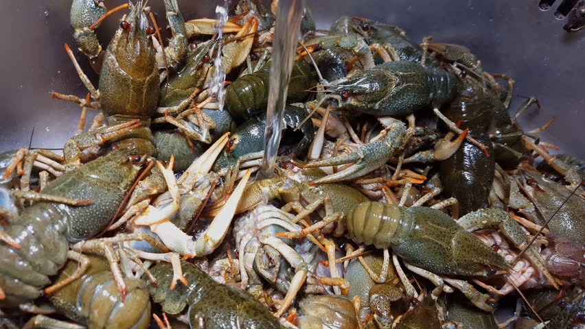 Stock Video Clip of Live European river crayfish sold at the | Shutterstock