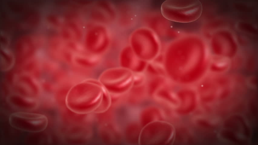 Blood Flow - Animation Of Red Blood Cells Flowing Through A Blood ...