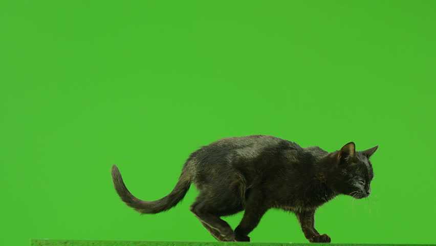 Black Cat Jumping On Green Stock Footage Video (100% Royalty-free ...