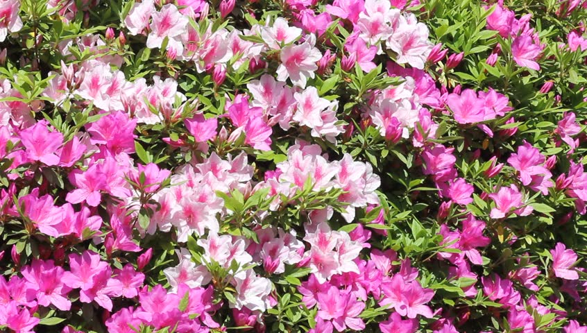 Azalea Flower Stock Footage Video (100% Royalty-free) 2206747 ...