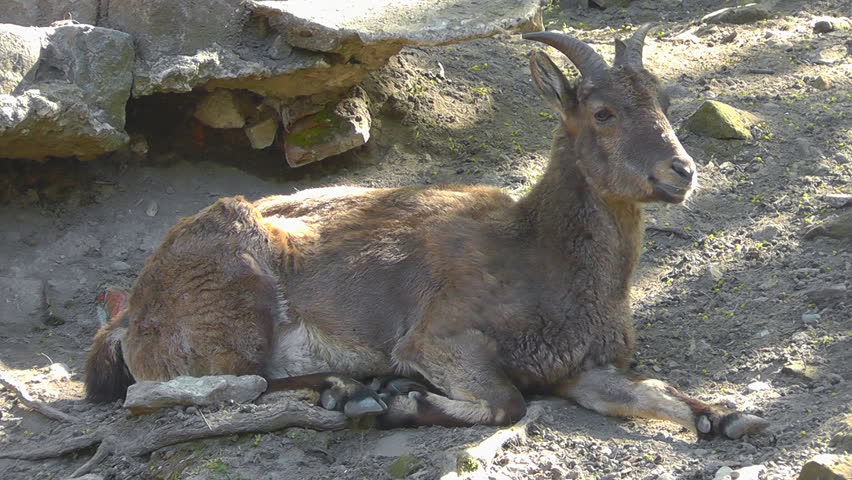 East Caucasian Tur (capra Cylindricornis) Stock Footage Video (100% ...