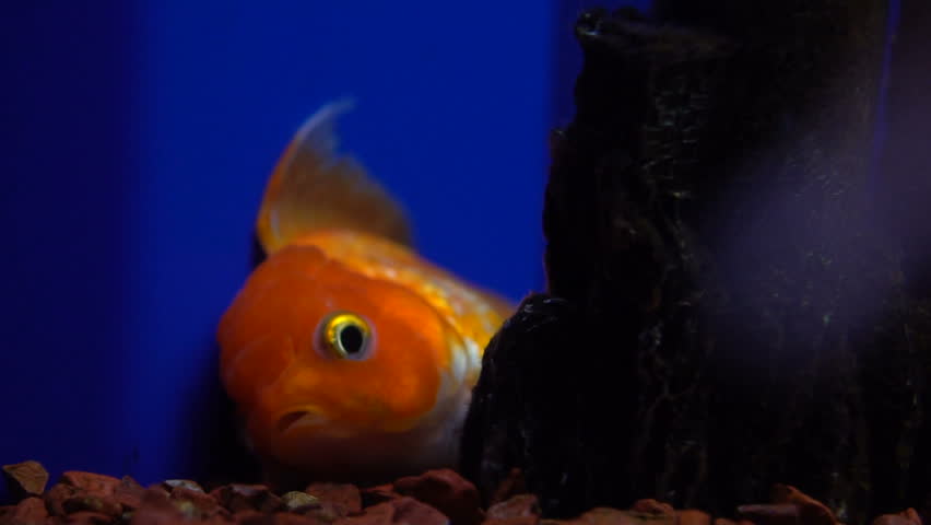 Cute Fish Struggling in Slow Stock Footage Video (100% Royalty-free ...