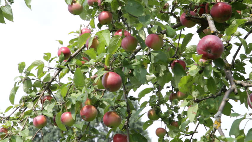 Vertical PAN Of Close Up Of Apples In A Tree. Apples Trees Of Marpha ...