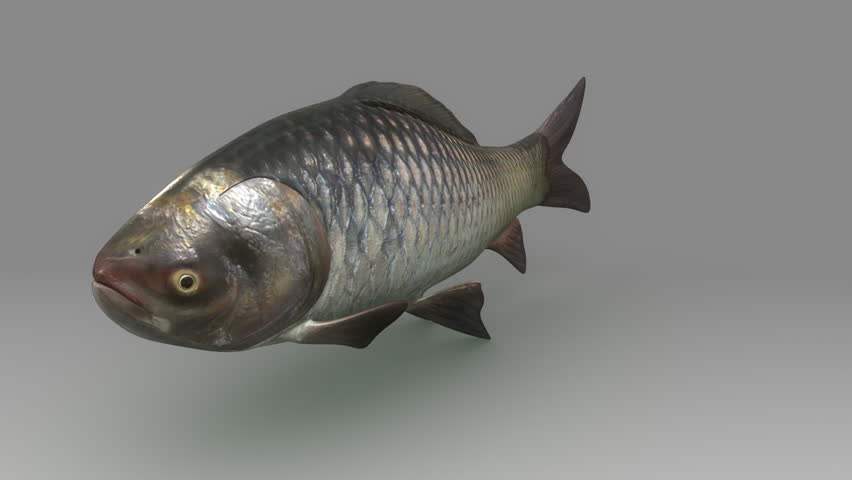 Catla or Indian Carp - Catla catla image - Free stock photo - Public ...