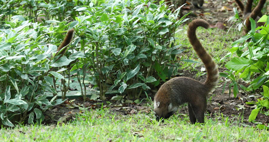 Campeche Mexico Animals