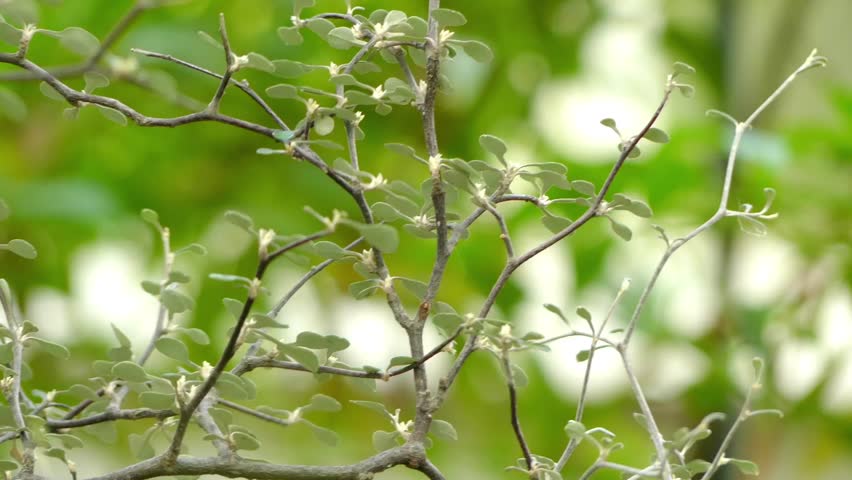 Corokia Cotoneaster is Flowering Plant Stock Footage Video (100% ...