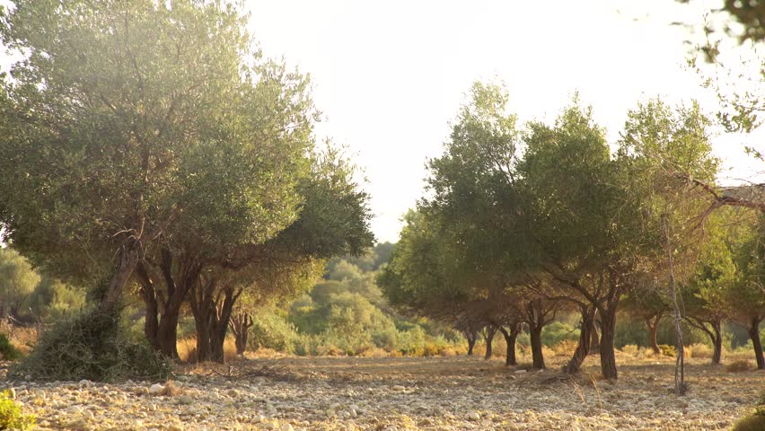 A Static Shot Of A Group Of Ghaf Trees In The Desert In Dubai In The ...