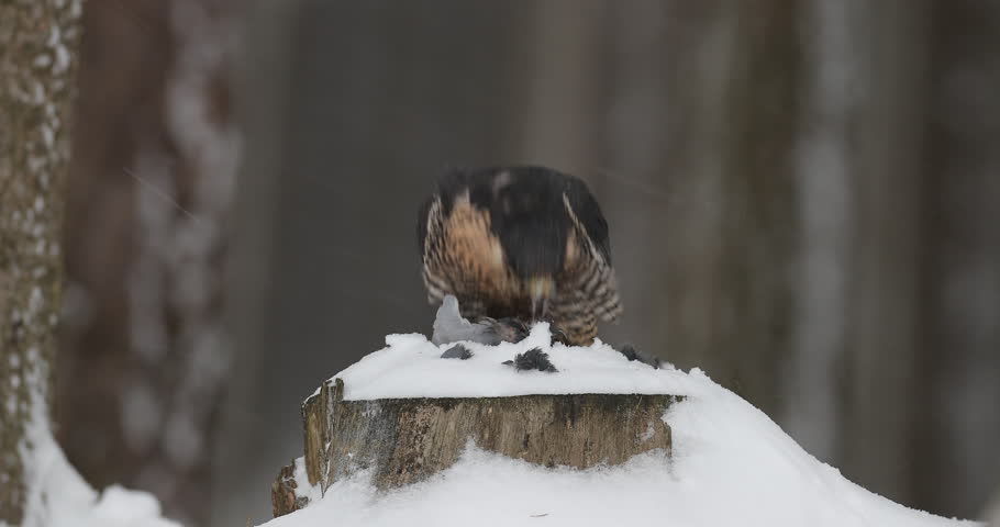 Falcon staring image - Free stock photo - Public Domain photo - CC0 Images
