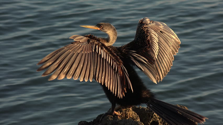 Anhinga image - Free stock photo - Public Domain photo - CC0 Images