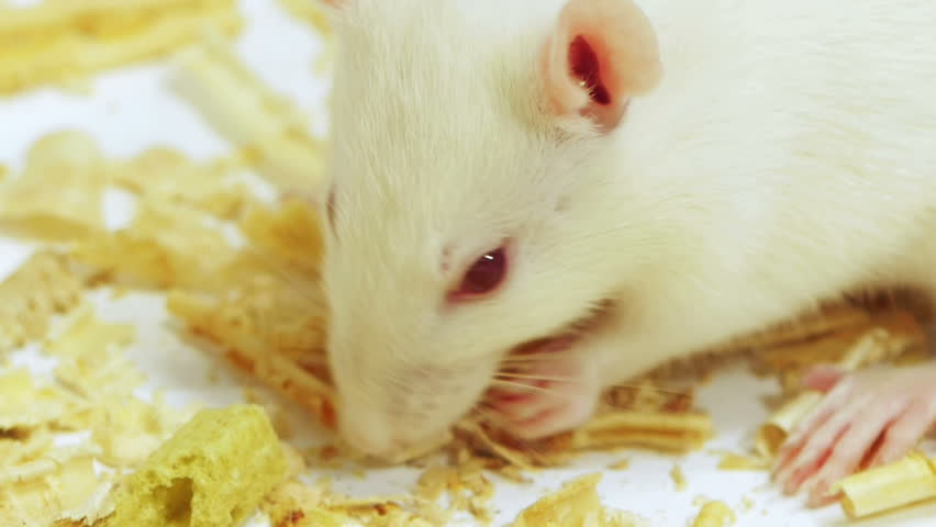 Rat eating food image - Free stock photo - Public Domain photo - CC0 Images