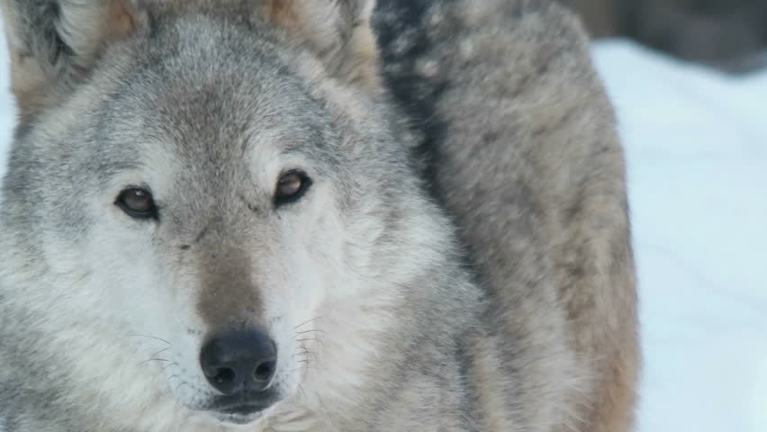 Closeup Of Grey Wolf Face Looking Into Camera Stock Footage Video ...