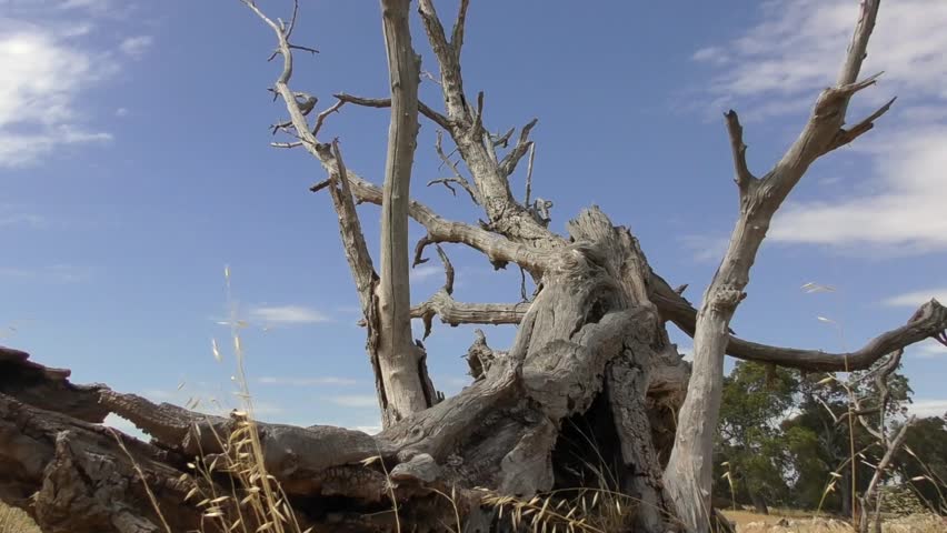 Grey Old Dead Tree Stump Stock Footage Video (100% Royalty-free ...