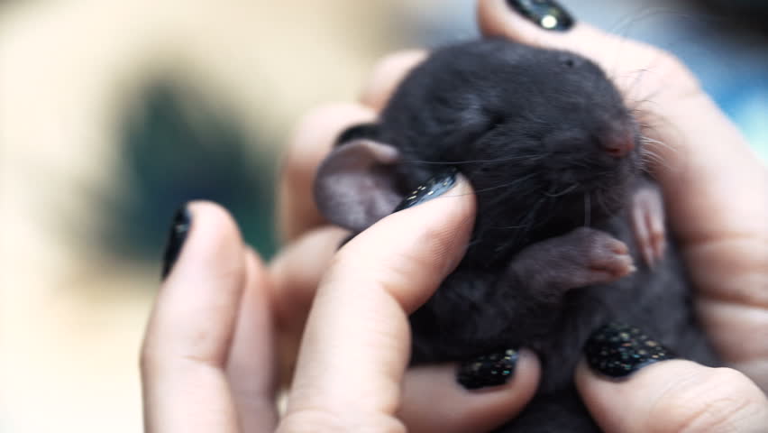 Beautiful Lovely Girl Holds A Hand A Small Home Little Pet Brown Mouse ...