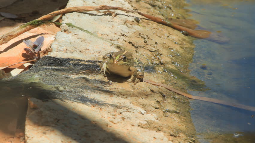Frog Catching a Fly Stock Footage Video (100% Royalty-free) 2351537 ...