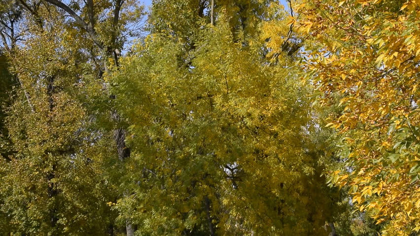 Rustling Leaves of Trees in Stock Footage Video (100% Royalty-free ...