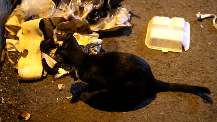 Homeless Cat Stock Footage Video (100% Royalty-free) 2377607 | Shutterstock