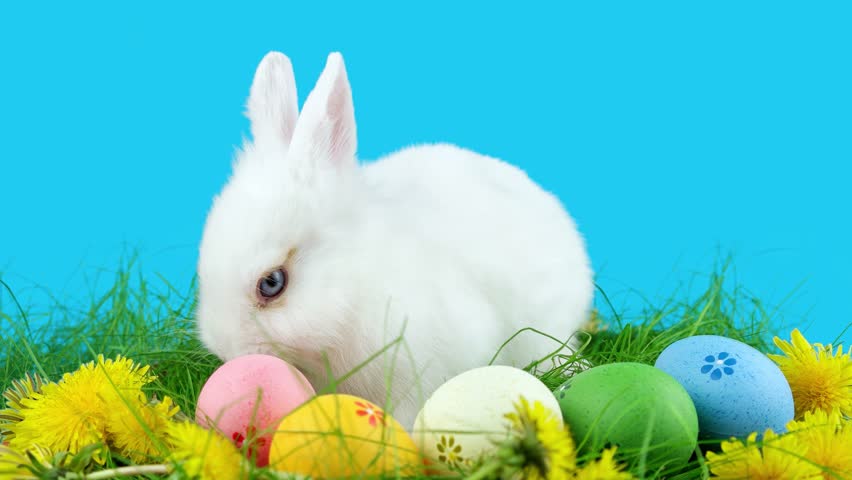 Fluffy White Bunny Sniffing Easter Eggs Besides Daffodils In Slow ...