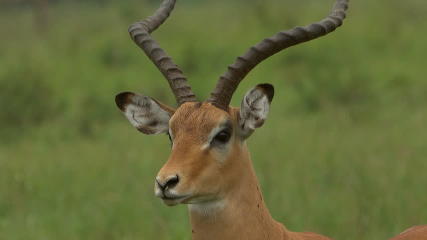 Beautiful Impala Antelope in the wild image - Free stock photo - Public ...