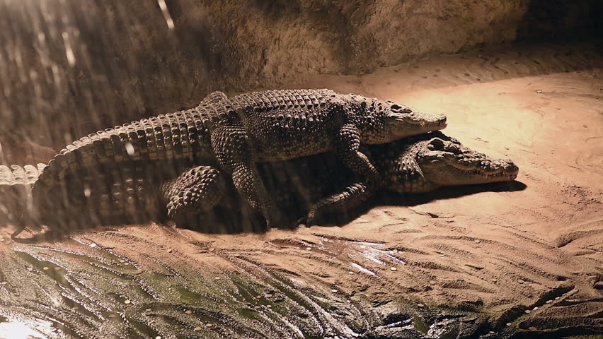 Coconut Crab Stock Footage Video 3468782 | Shutterstock