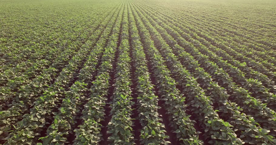 Green Soybean Field Aerial Footage Stock Footage Video 18549446 ...