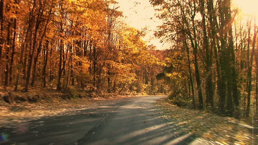 Fall In The Forest. Steady Footage Shot From The Car With Grad Sunset ...