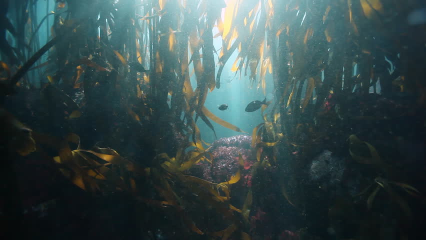 Hottentot Fish Swimming Among the Stock Footage Video (100% Royalty ...