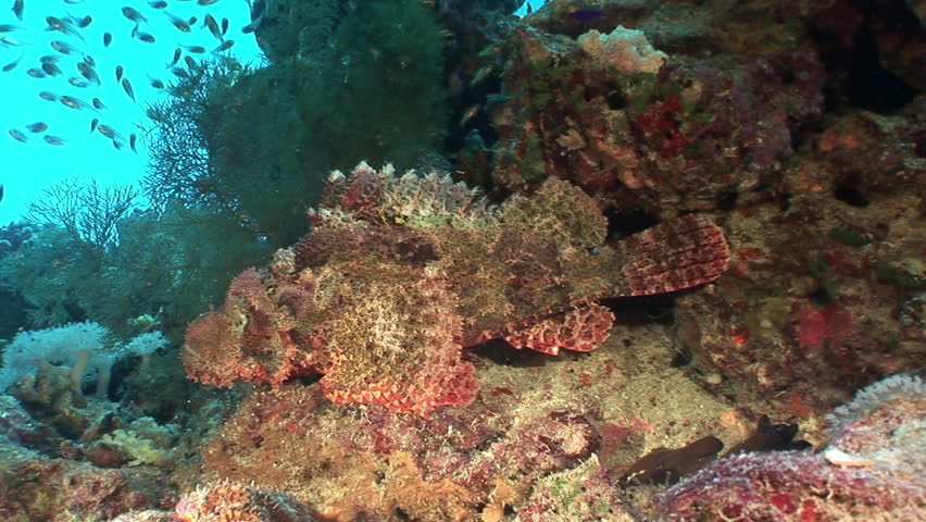 Dangerous Poisonous Stone Fish On Stock Footage Video (100% Royalty ...